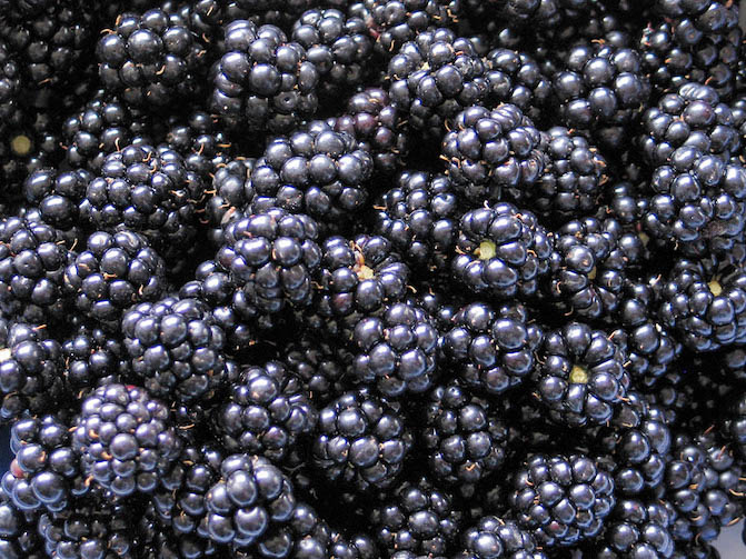 Brombeere – Dunkle Beere mit süß-säuerlichem Geschmack