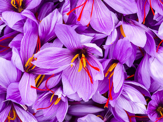 Safran – Edles Gewürz mit intensivem Aroma